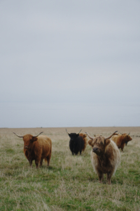 Self-Catering Holiday Cabins St Andrews | Kinkell Byre